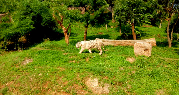 Indira Gandhi Zoological Park Vizag (Timings, Entry Fee, Safari, Images ...