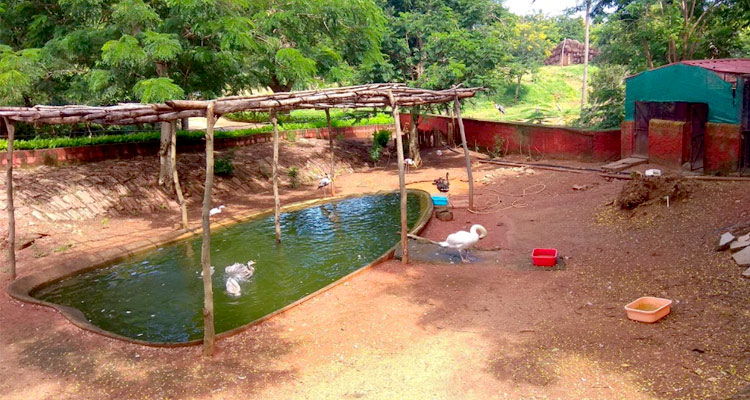 Indira Gandhi Zoological Park Vizag (Timings, Entry Fee, Safari, Images ...