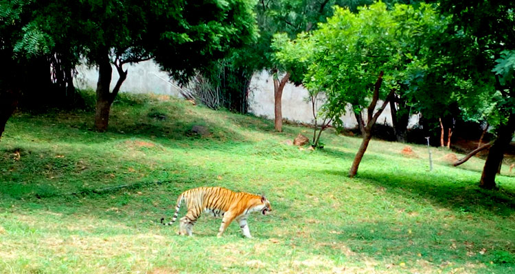 Indira Gandhi Zoological Park Vizag (Timings, Entry Fee, Safari, Images ...